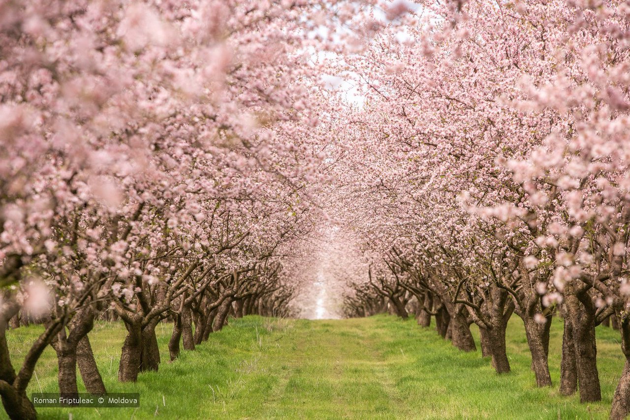 A înflorit migdalul în Moldova. Cât costă să vizitezi cea mai frumoasă ...