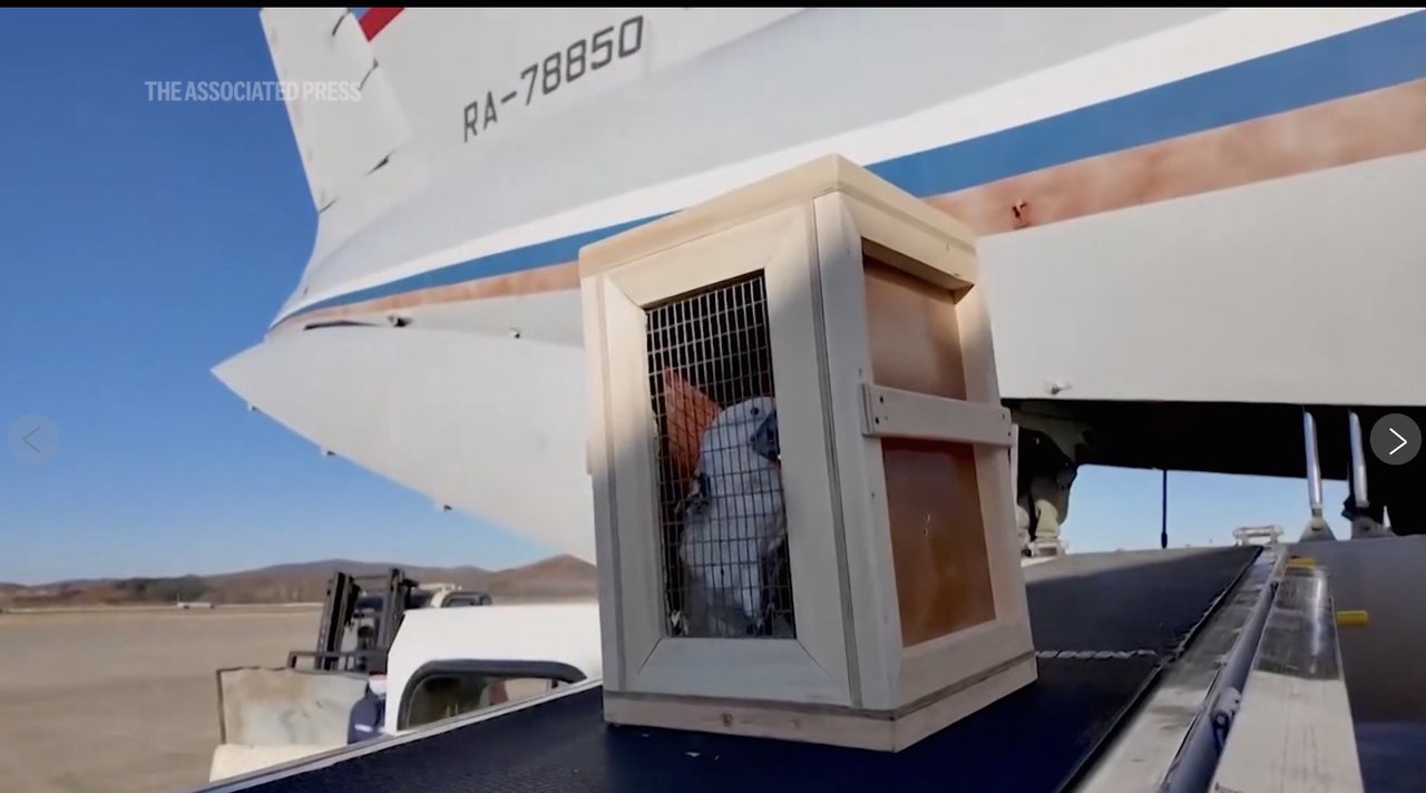 Rusia trimite un lot de peste 70 de animale la grădina zoologică din ...