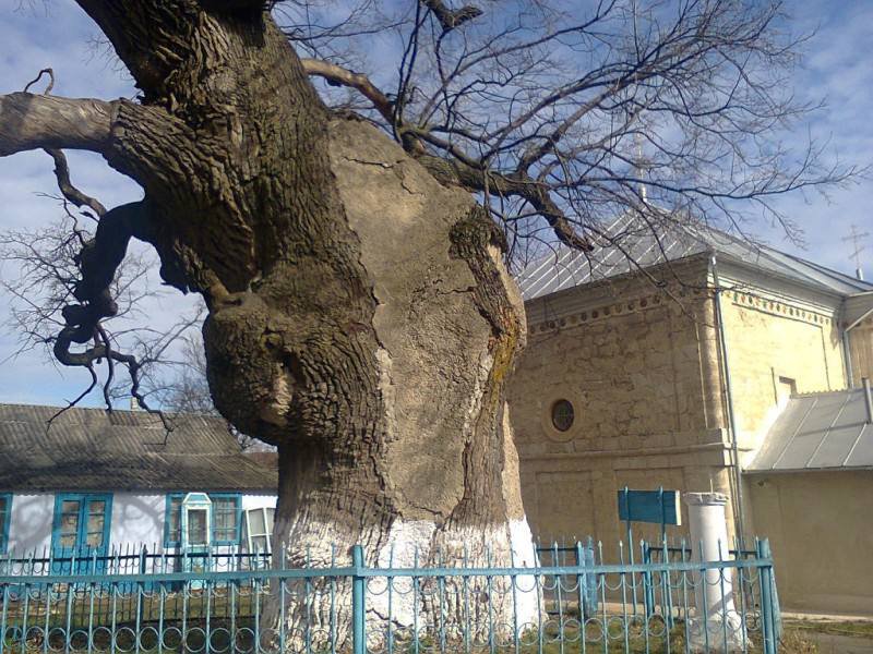 Nici betonul nu-l mai ține: Stejarul lui Ștefan cel Mare, tot mai ...