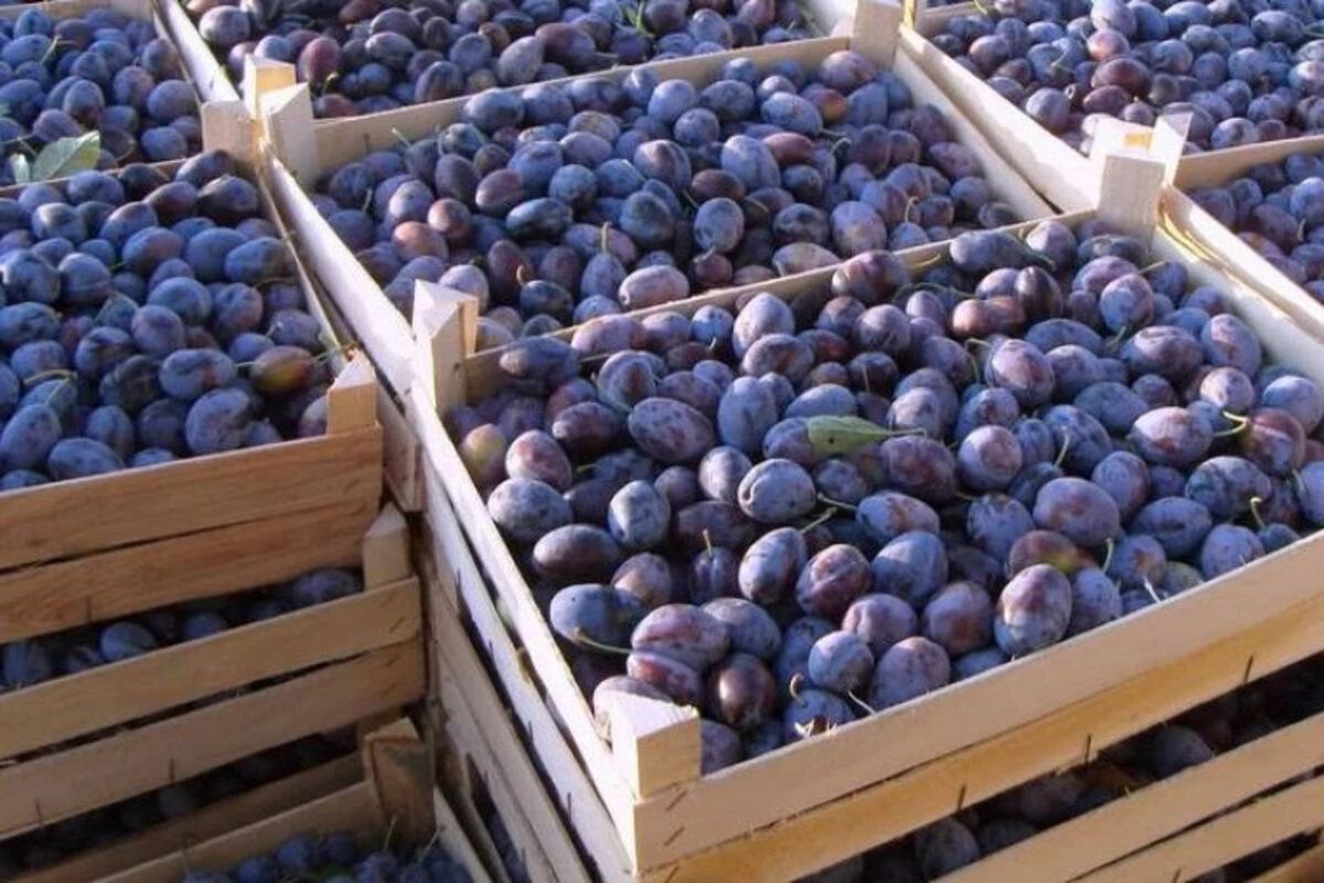 Analiză: În 2023, în UE au fost exportate 81% din toate prunele ...